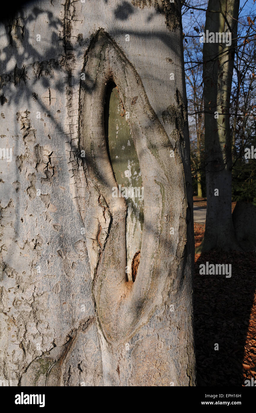 Callus tree hi-res stock photography and images - Alamy