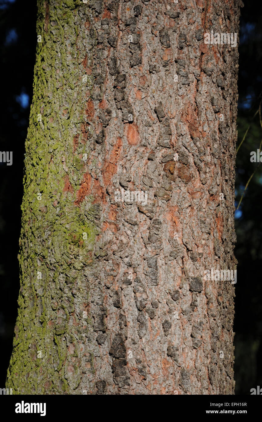 Waldfichte hi-res stock photography and images - Alamy