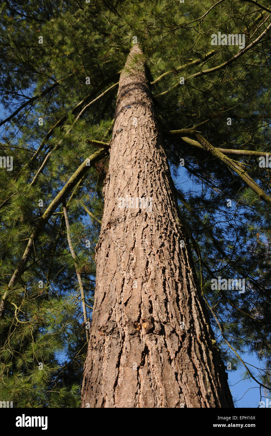 Eastern white pine hi-res stock photography and images - Alamy
