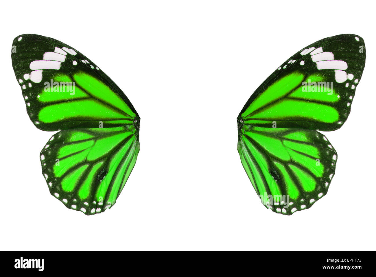 Beautiful wing detail of Common Tiger Butterfly (Danaus genutia Stock ...