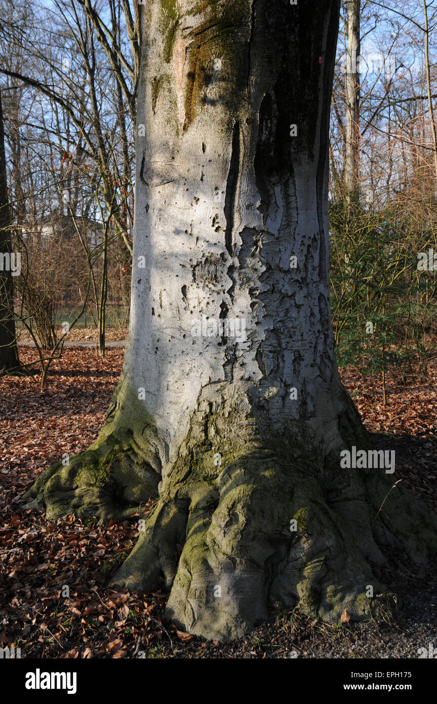 Buchen Rinde High Resolution Stock Photography and Images - Alamy