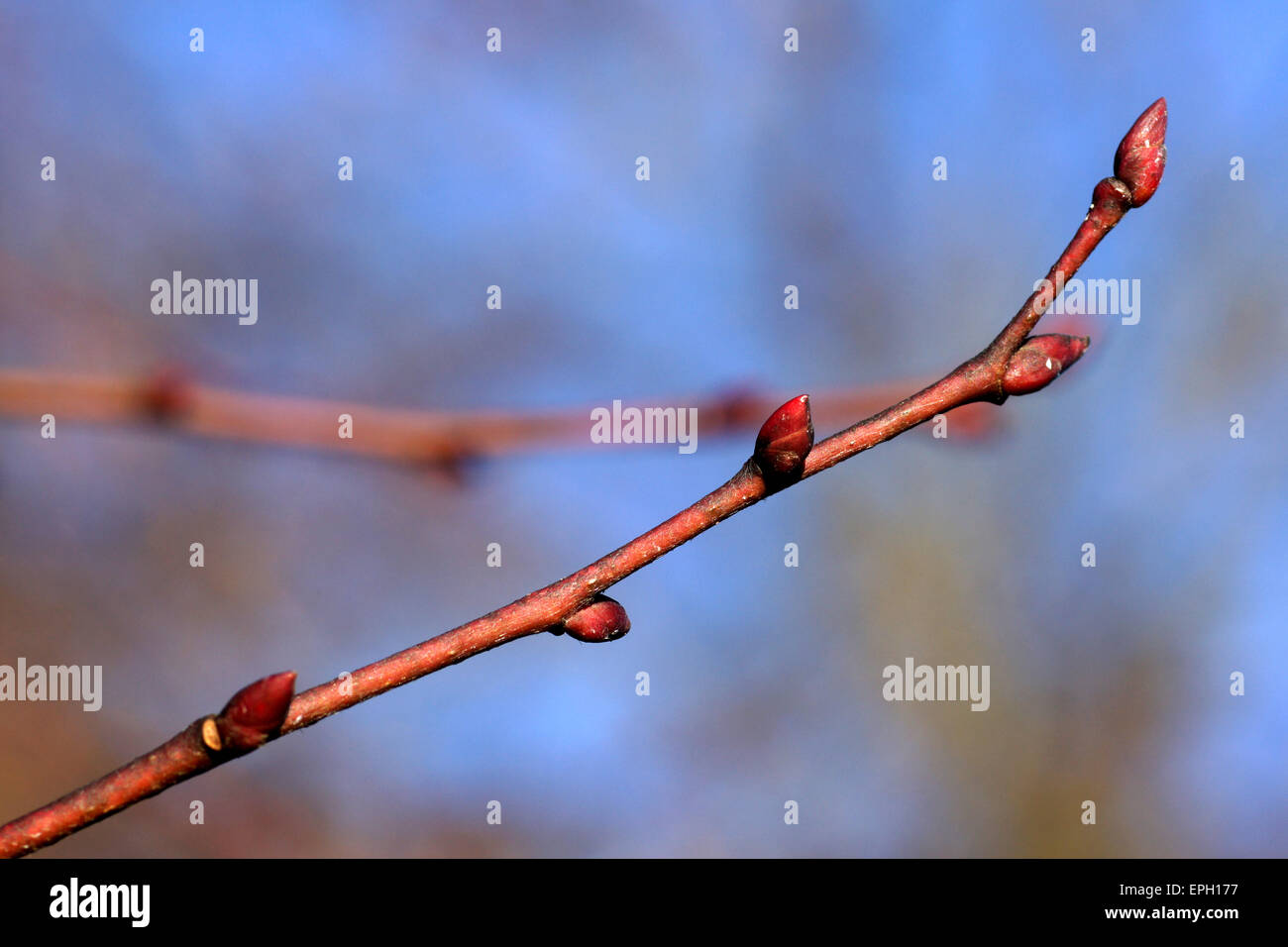 Common Lime Tree Buds High Resolution Stock Photography and Images - Alamy