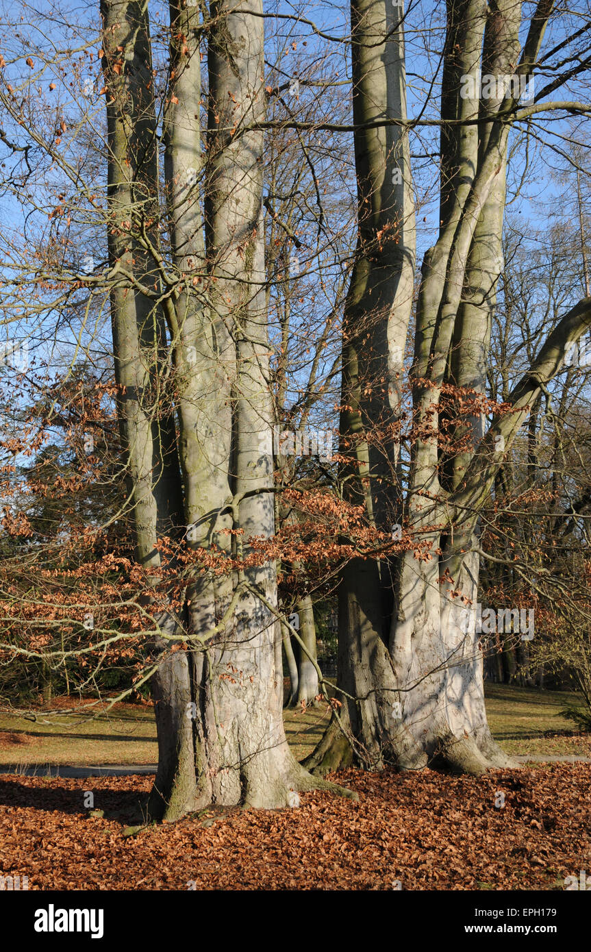 Buchen rinde hi-res stock photography and images - Alamy