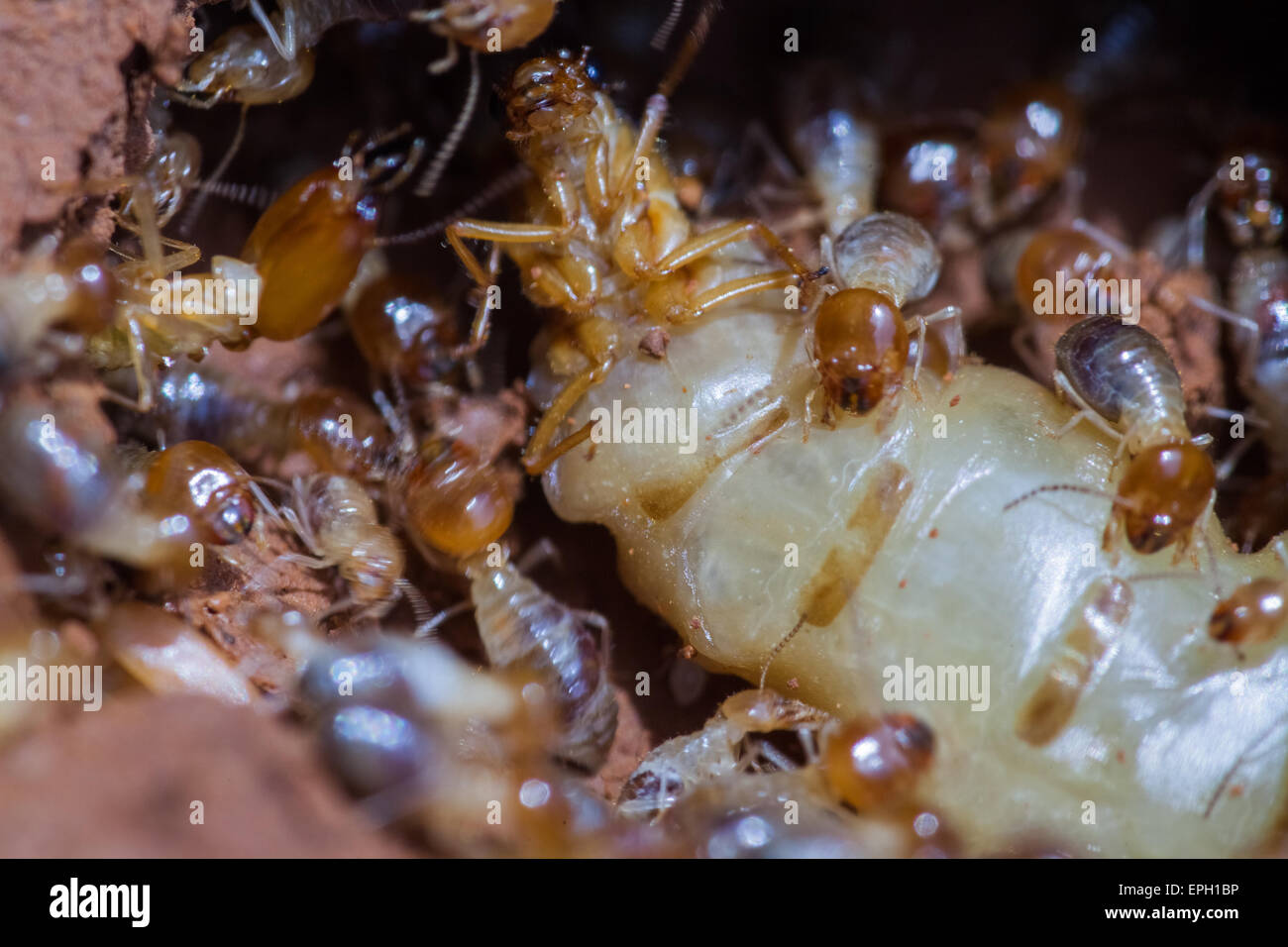 Termite queen hi-res stock photography and images - Alamy