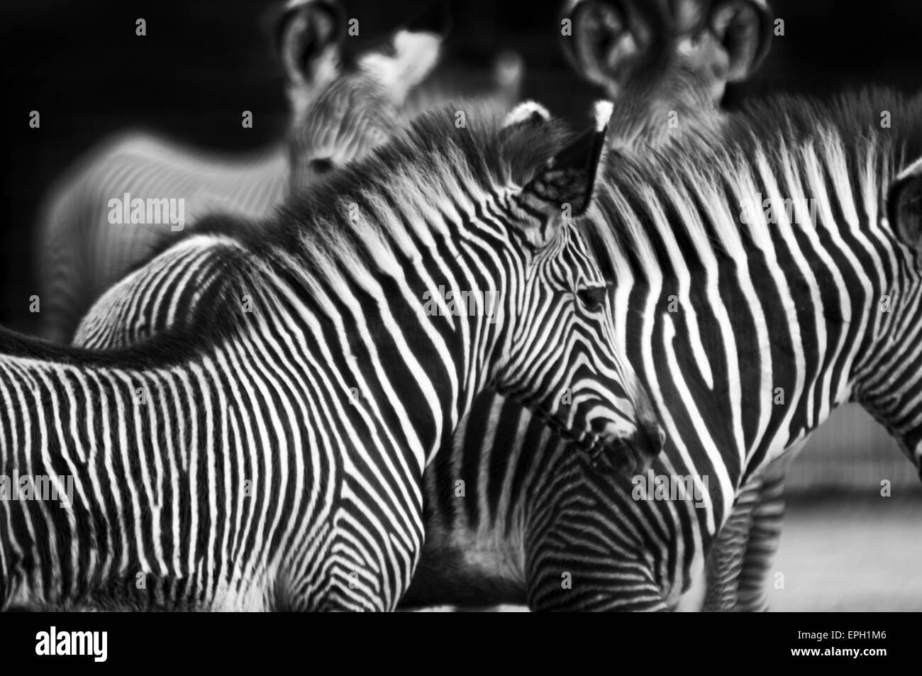 group of zebras BW Stock Photo - Alamy