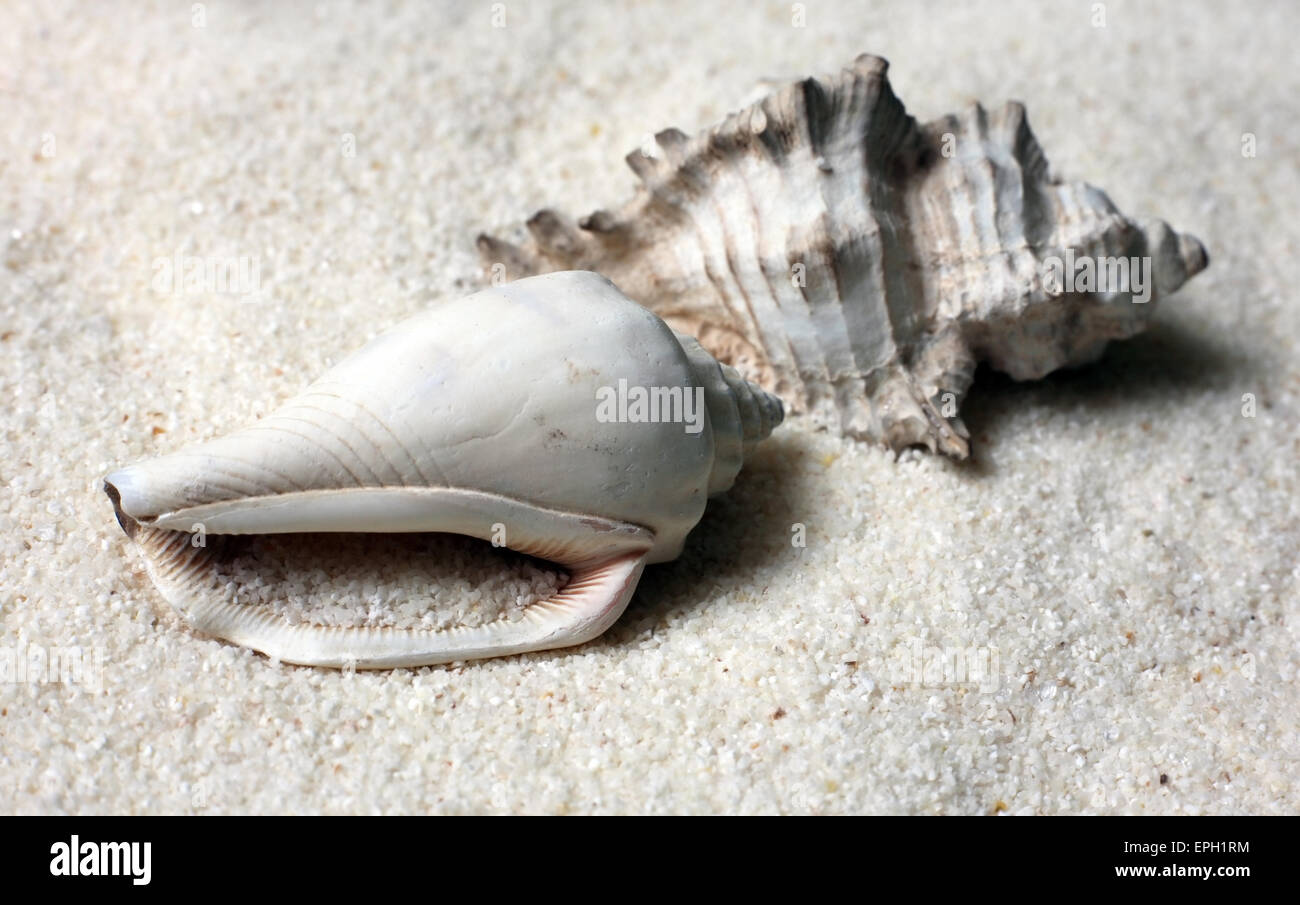 Polished shells hi-res stock photography and images - Alamy
