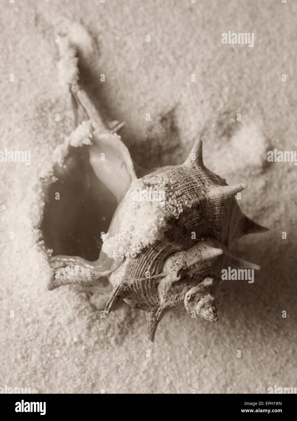 Armour shell hi-res stock photography and images - Alamy