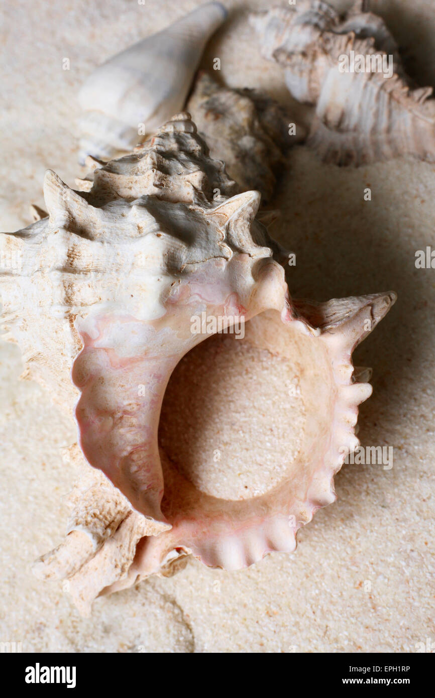 Beauty of the shells hi-res stock photography and images - Alamy