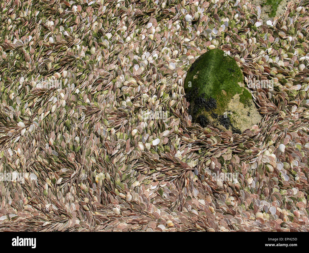 Crustacean waste hi-res stock photography and images - Alamy