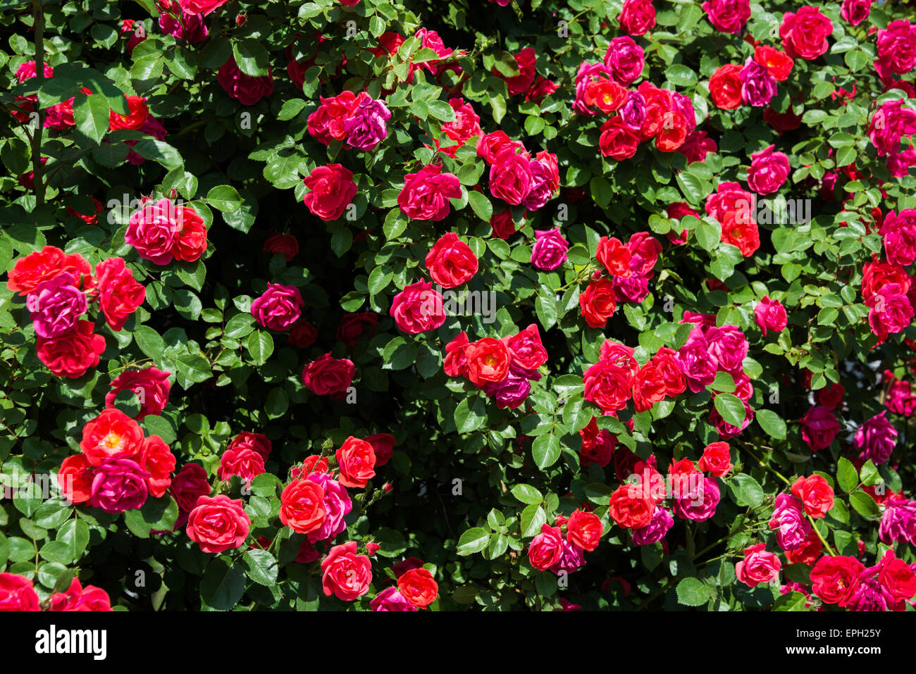 Bush of roses on bright summer day Stock Photo - Alamy