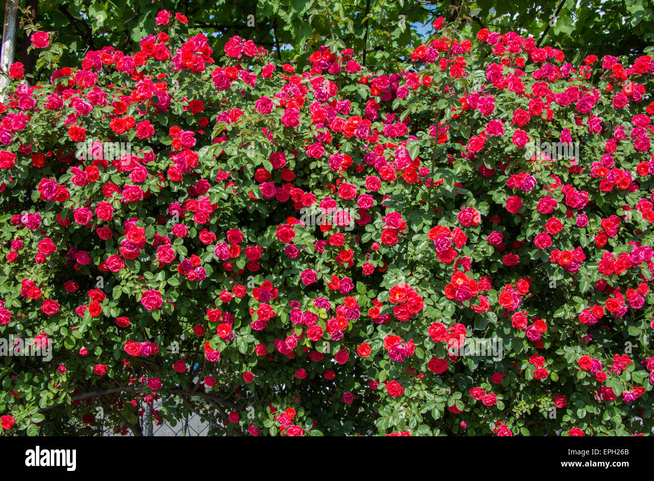 Bush of roses on bright summer day Stock Photo - Alamy
