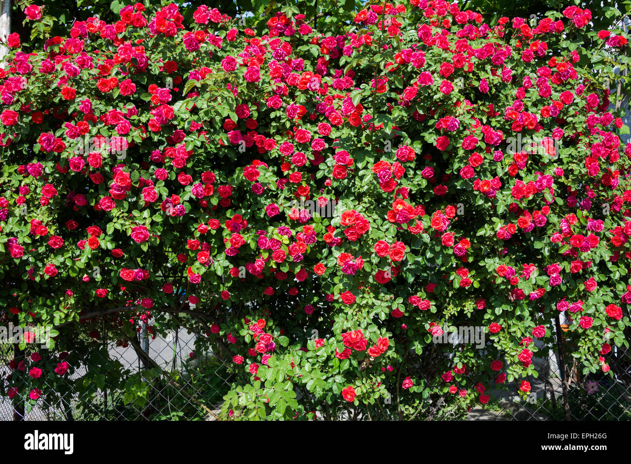 Bush of roses on bright summer day Stock Photo - Alamy