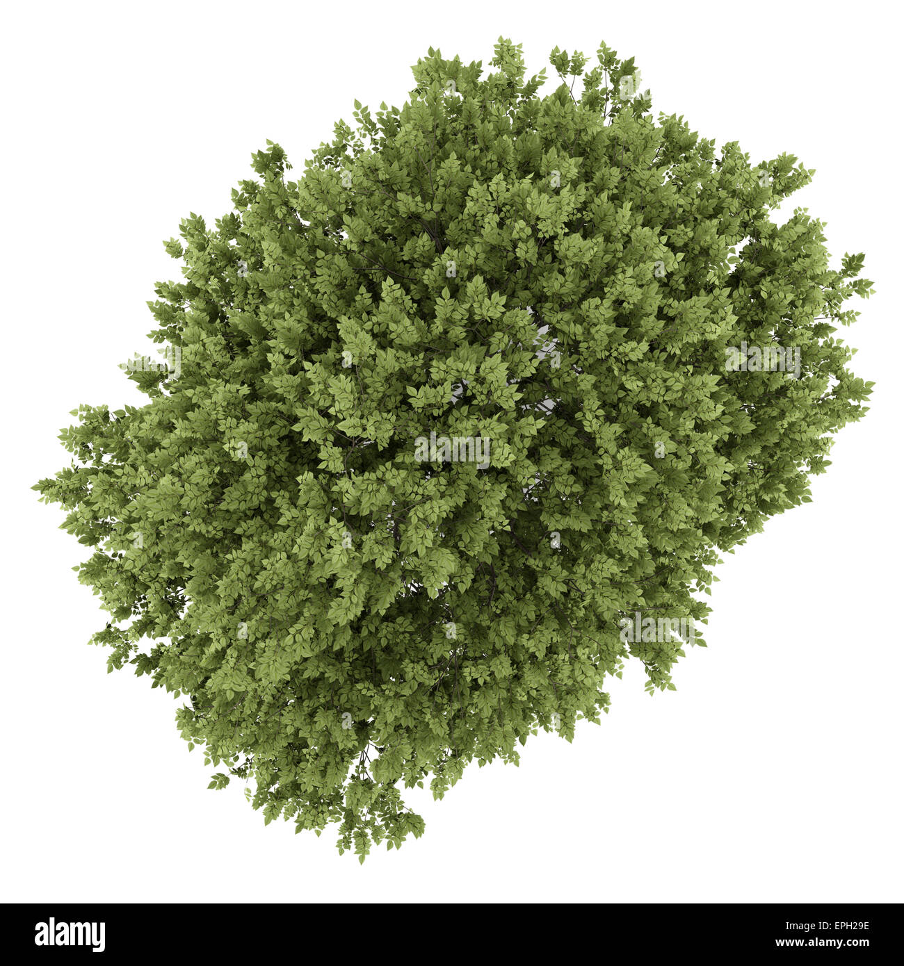 top view of hackberry tree isolated on white Stock Photo - Alamy