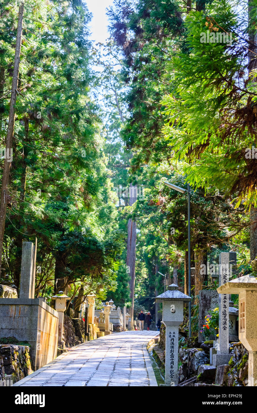 The sunlit paved pathway leading through the towering cedar trees ...