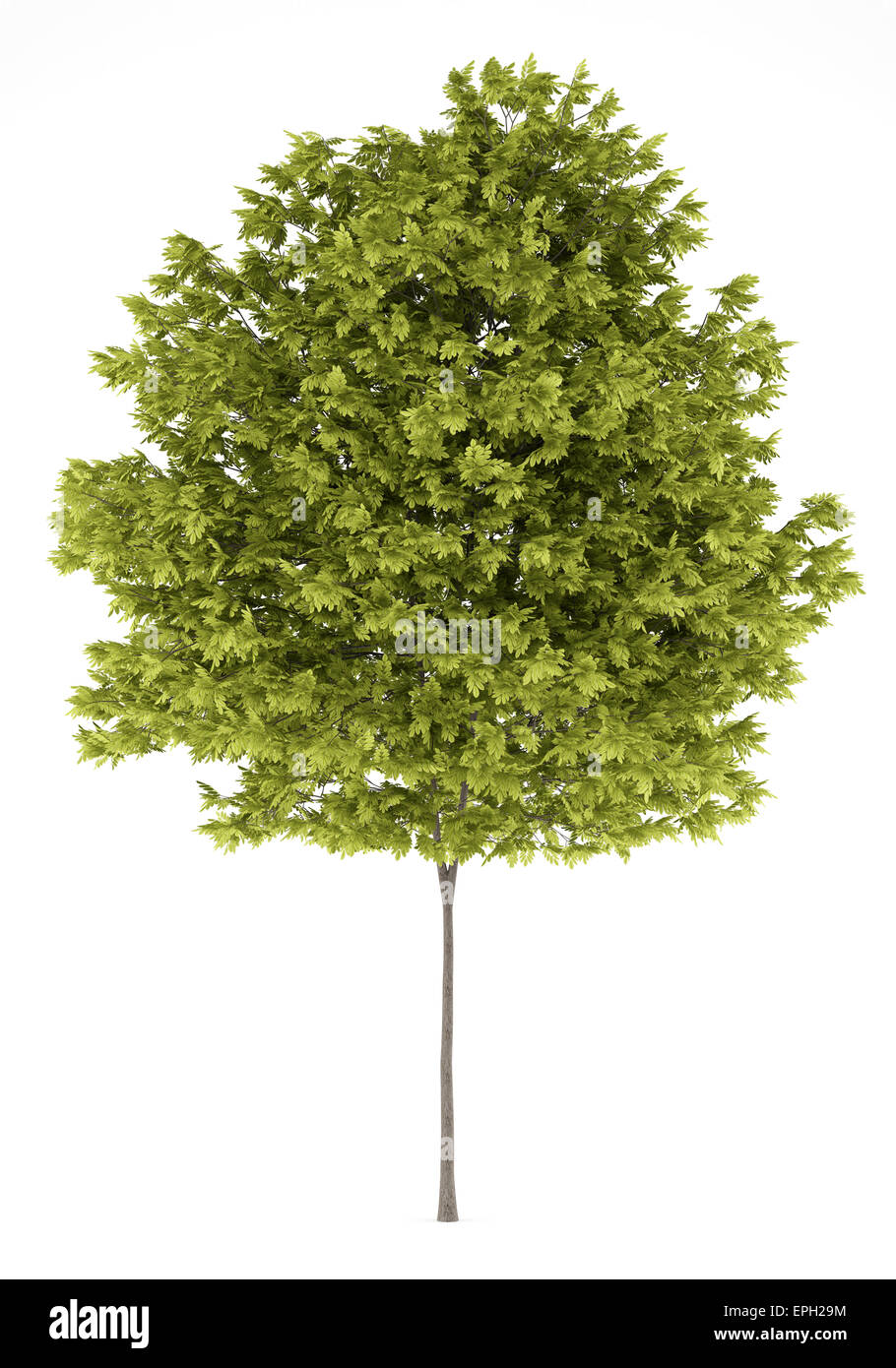honey locust tree isolated on white background Stock Photo - Alamy