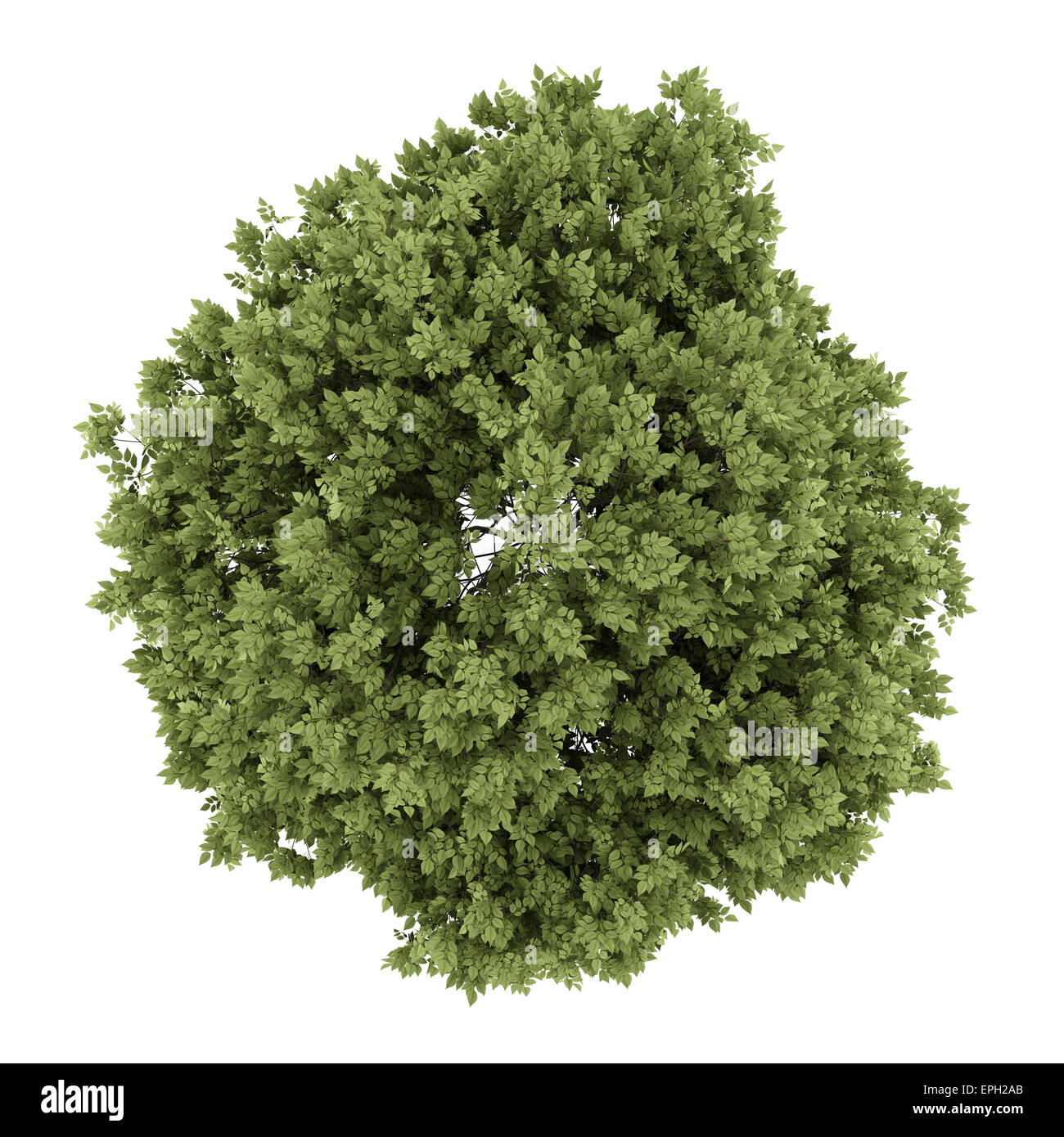 Hackberry tree hi-res stock photography and images - Alamy