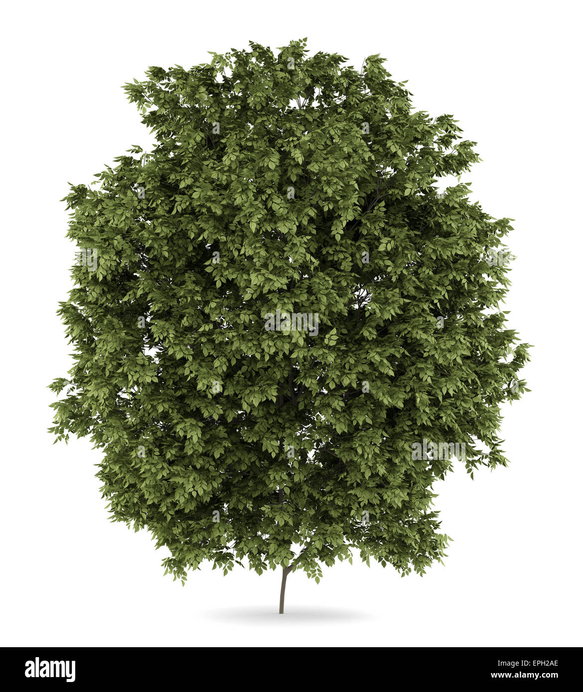 Hackberry tree hi-res stock photography and images - Alamy