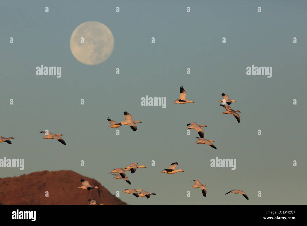 Bird flying in moon hi-res stock photography and images - Alamy