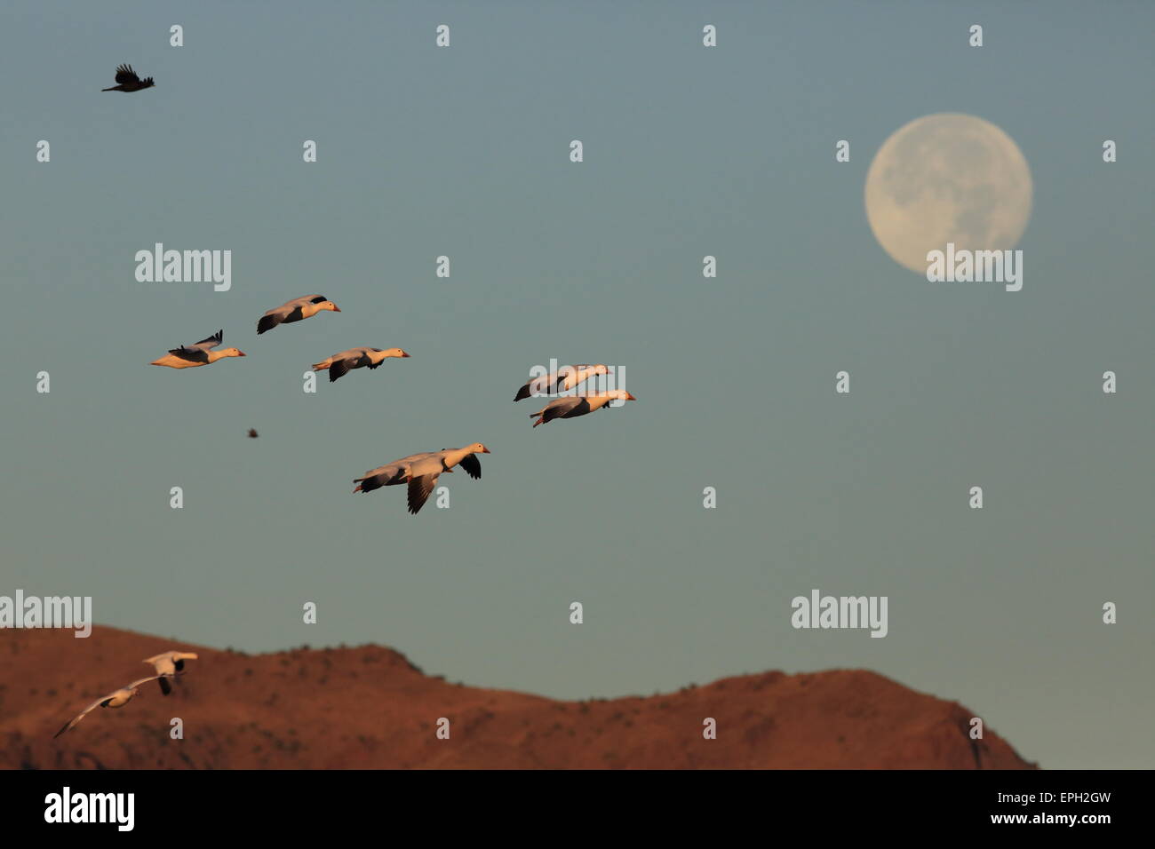 Flying in front of moon hi-res stock photography and images - Alamy