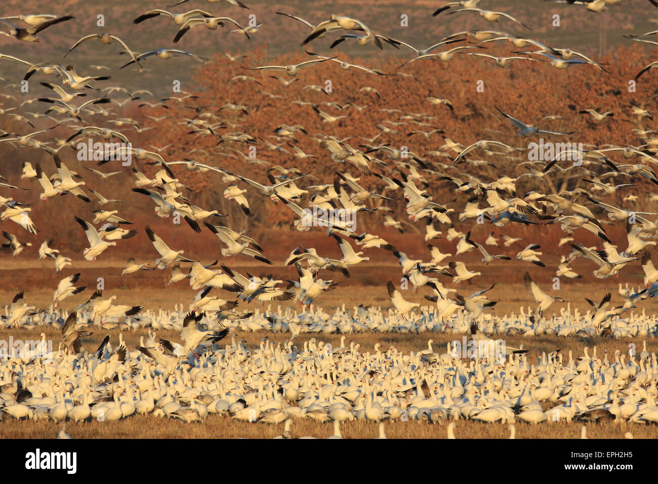 Bosque Del Apache Animal High Resolution Stock Photography and Images ...