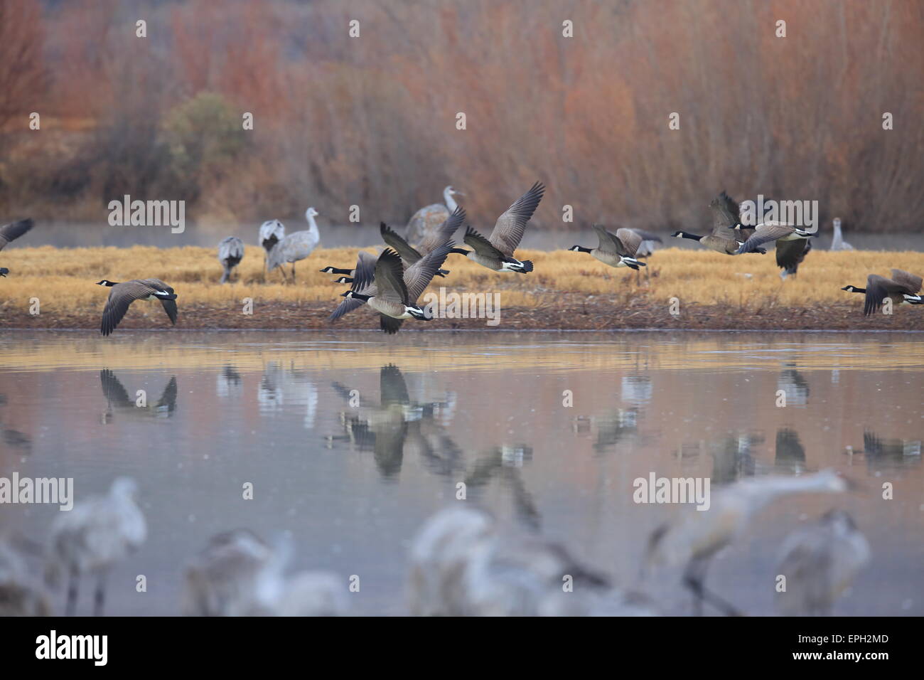 Florida wild goose hi-res stock photography and images - Alamy