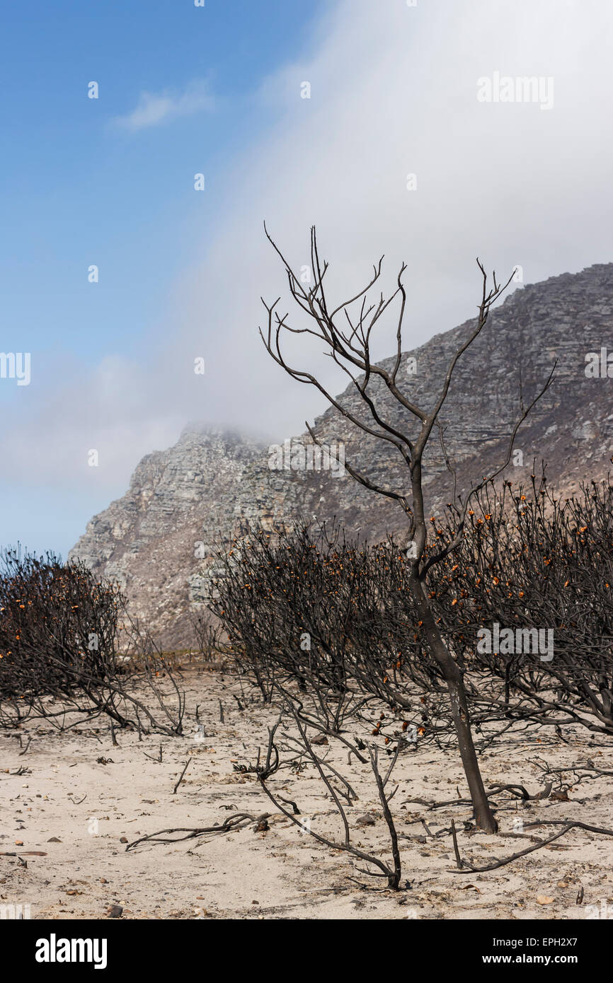 Devastation after a wildfire Stock Photo - Alamy