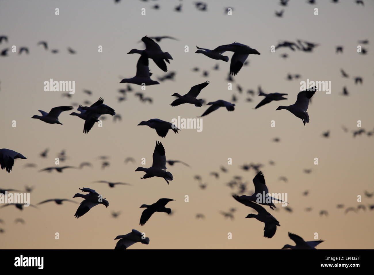 Wintering flock snow geese hi-res stock photography and images - Alamy