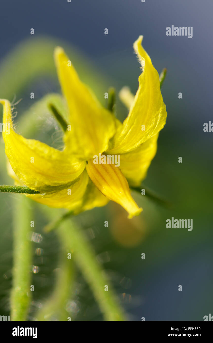 Tomato Bloom High Resolution Stock Photography and Images - Alamy