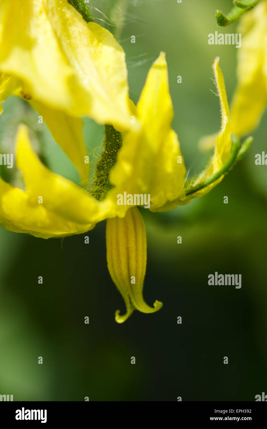 Blossom tomato plant hi-res stock photography and images - Alamy