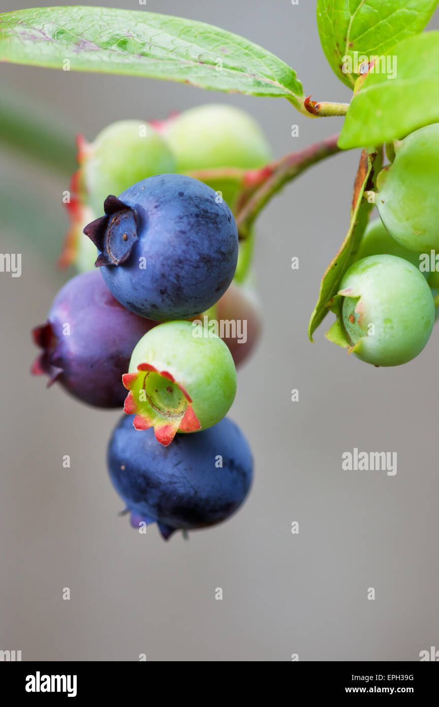Klein blatt hi-res stock photography and images - Alamy