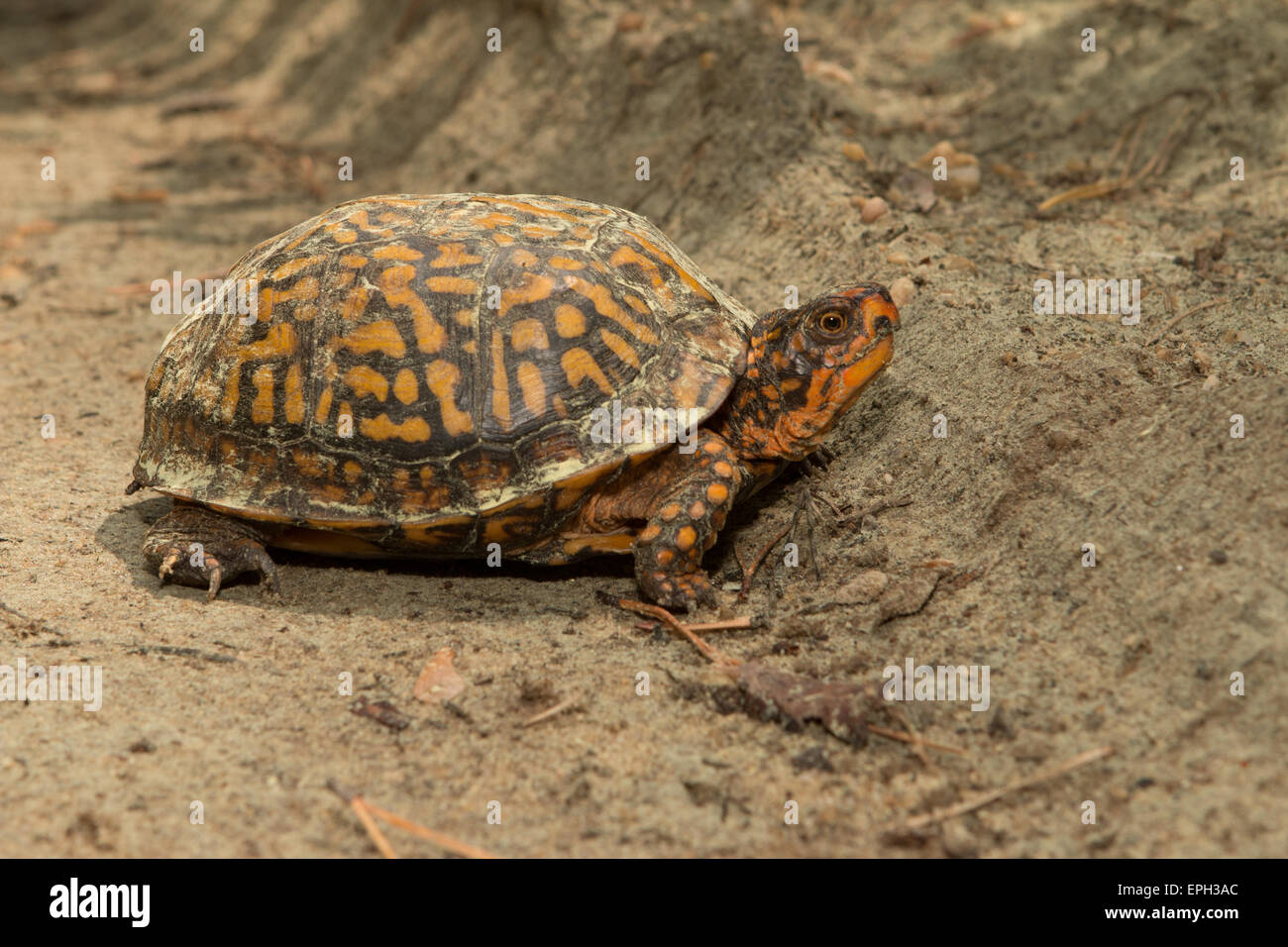 Female eastern box turtle crossing a sand road in the pine barrens ...