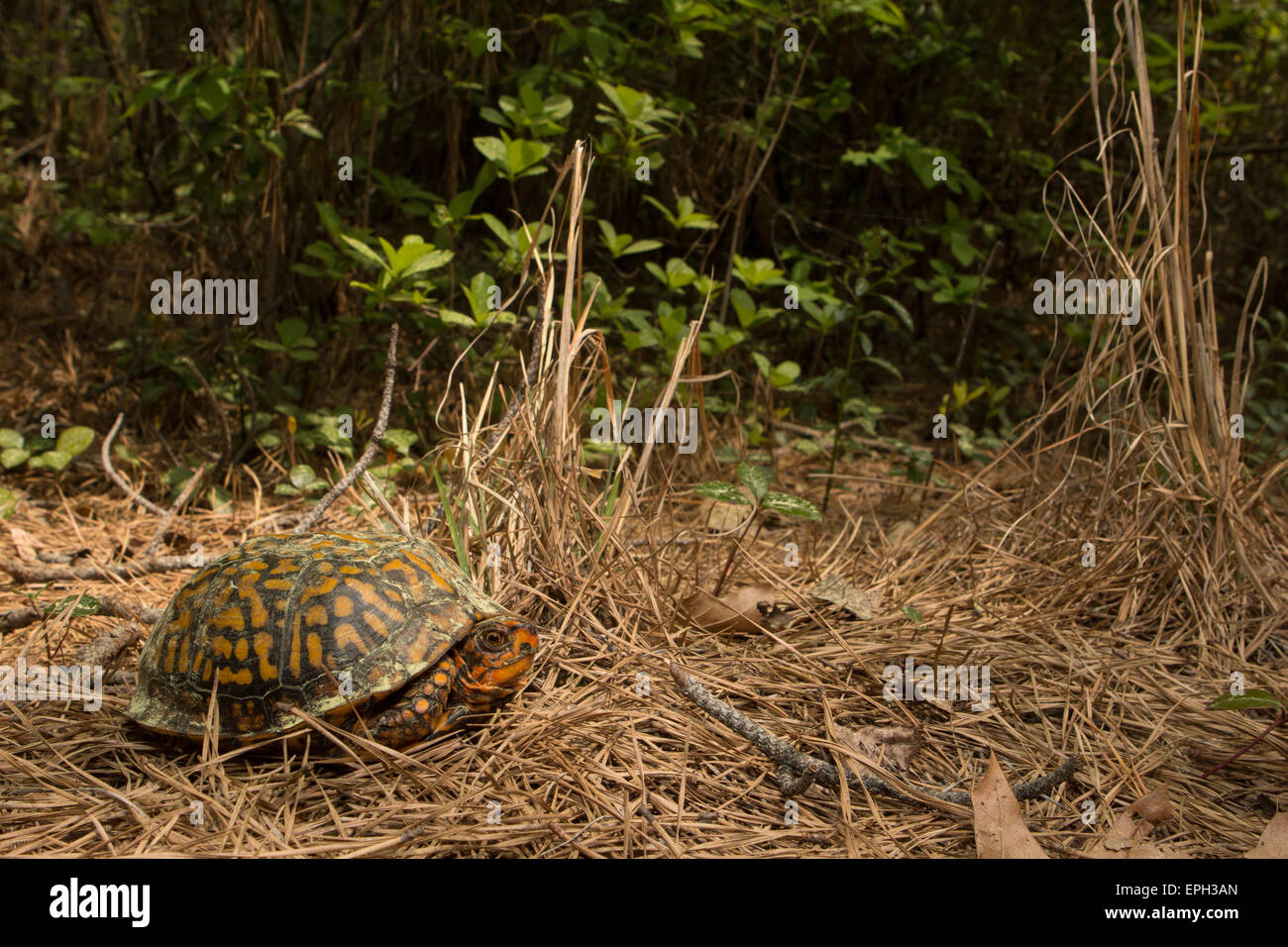 Female box turtle hi-res stock photography and images - Alamy