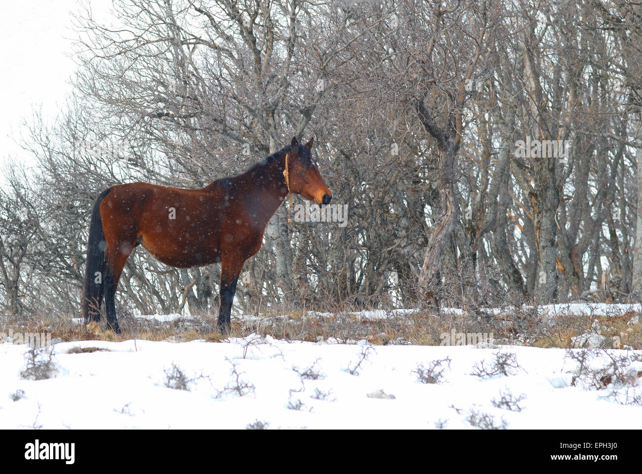 Red horse on the field Stock Photo - Alamy