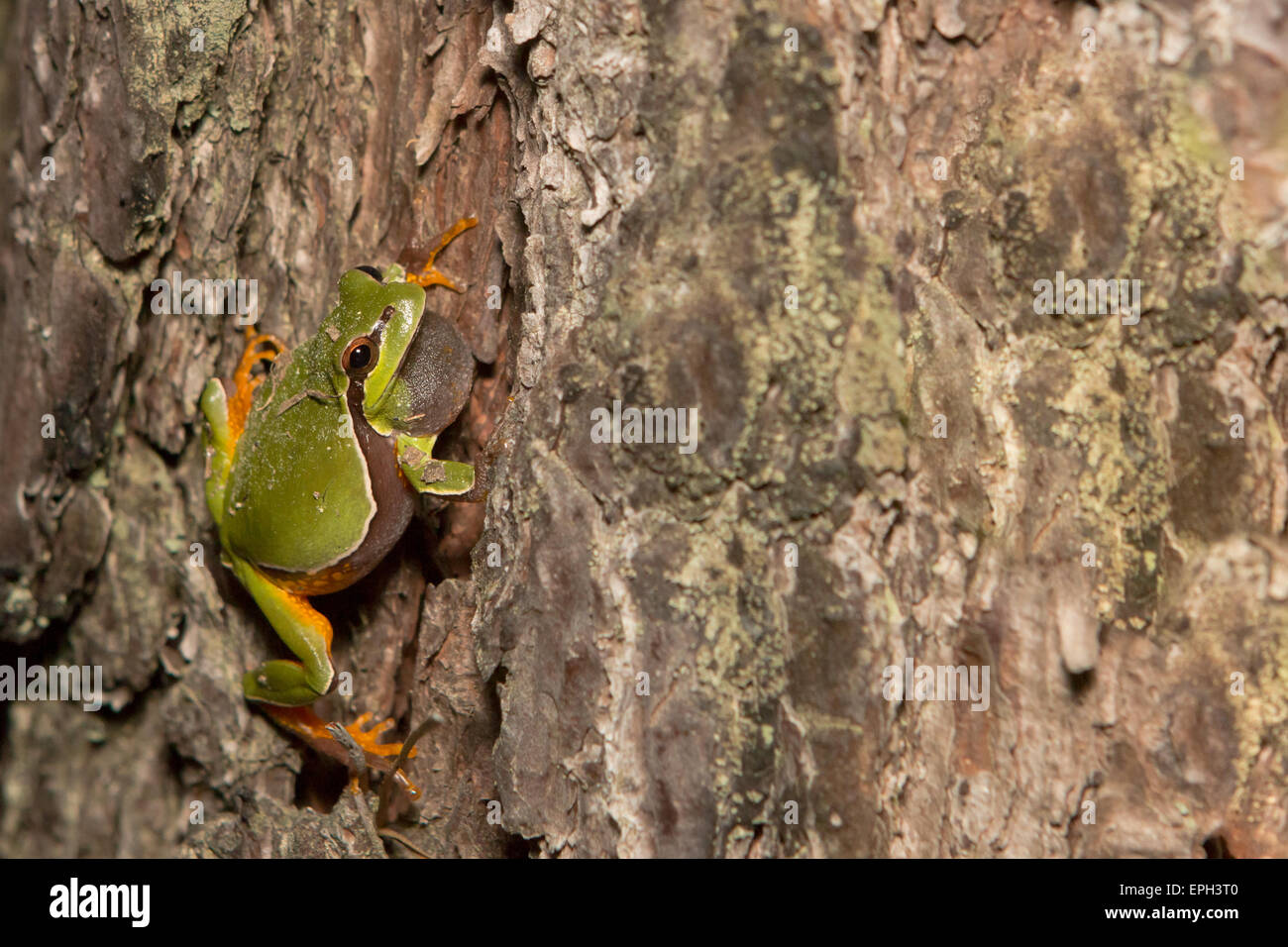 Calling pine barrens treefrog climbing a tree - Hyla andersonii Stock ...