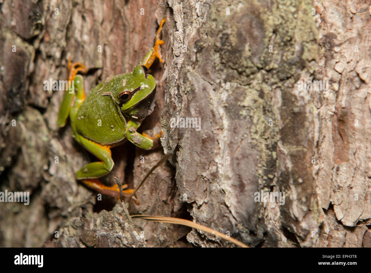 Pine barrens tree frog climbing a pine tree - Hyla andersonii Stock ...