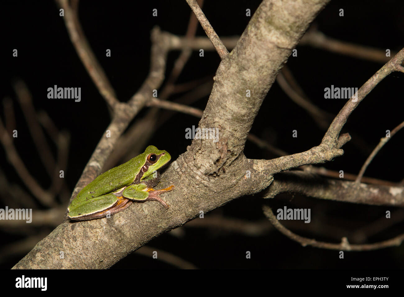Pine barrens tree frog hi-res stock photography and images - Alamy