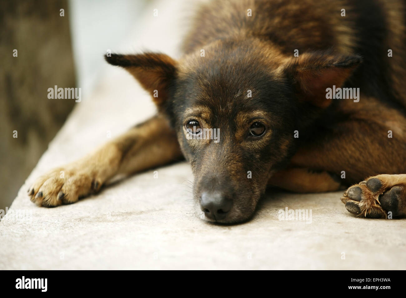 The sad puppy Stock Photo - Alamy