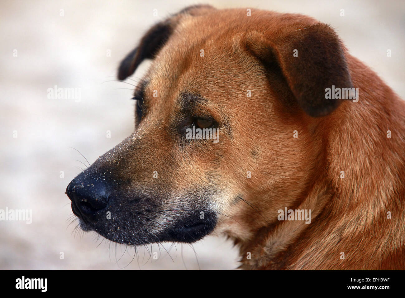 Portrait red dog Stock Photo - Alamy