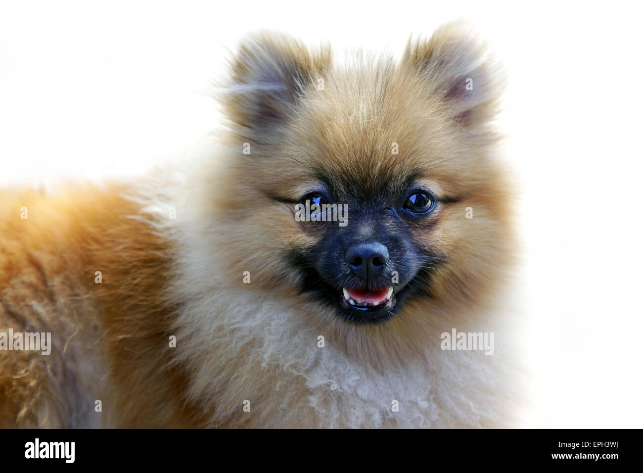 Pomeranian isolated grooming hi-res stock photography and images - Alamy