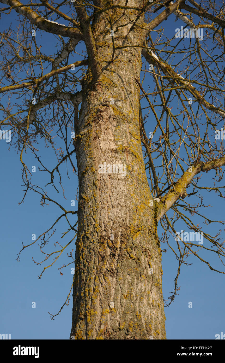 Balsa tree hi-res stock photography and images - Alamy