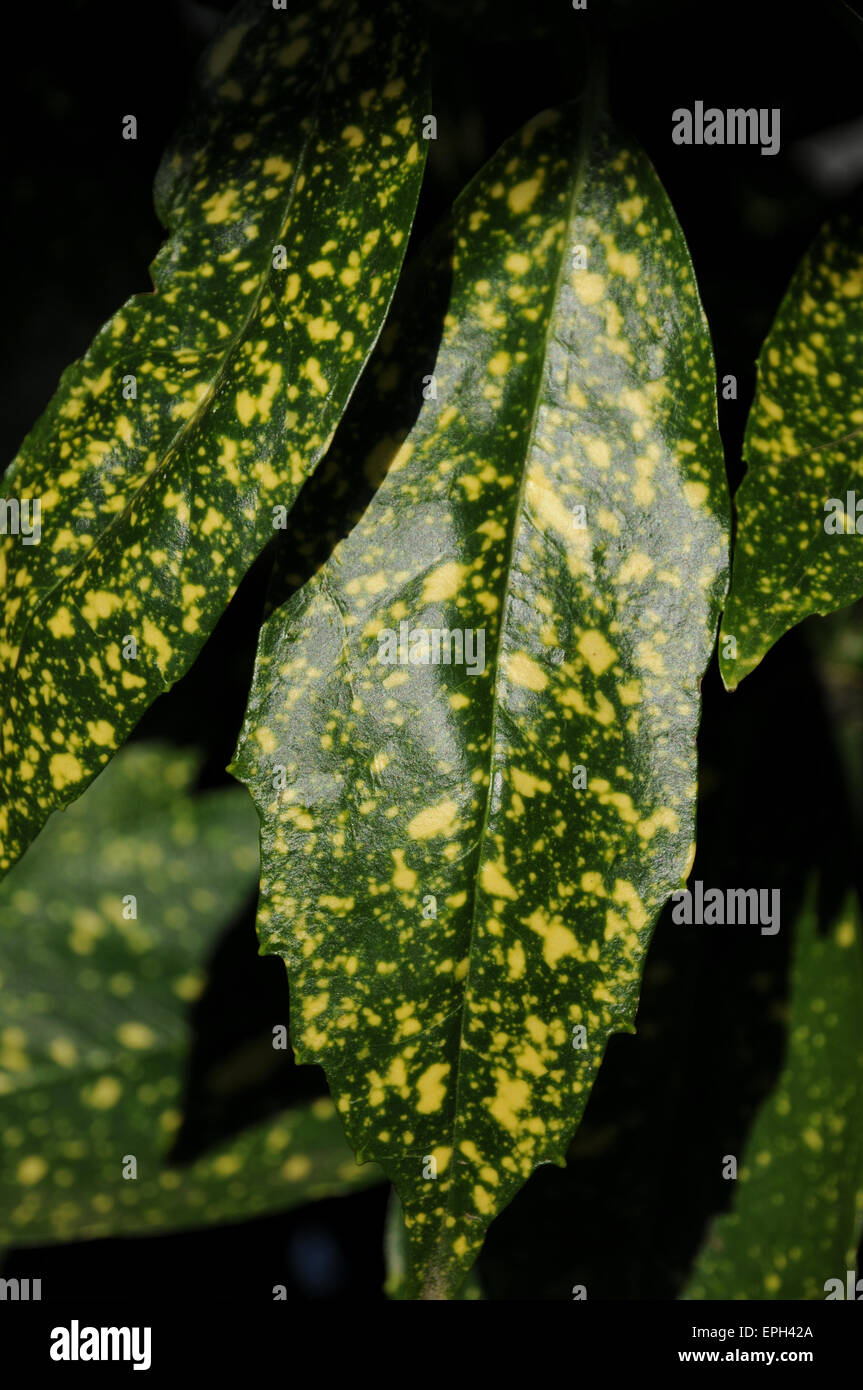 Japanese laurel hi-res stock photography and images - Alamy
