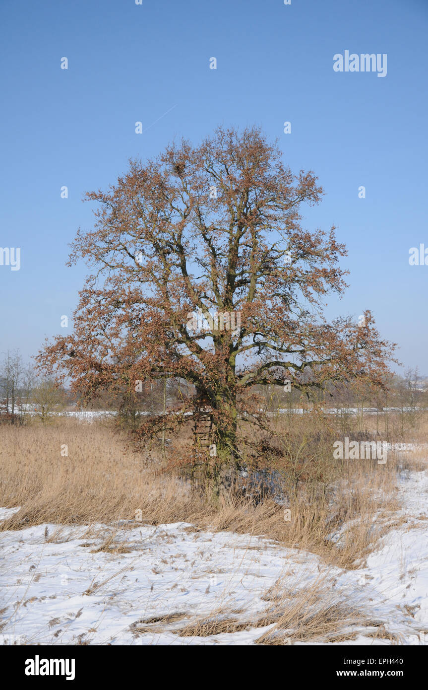 English oaktree hi-res stock photography and images - Alamy