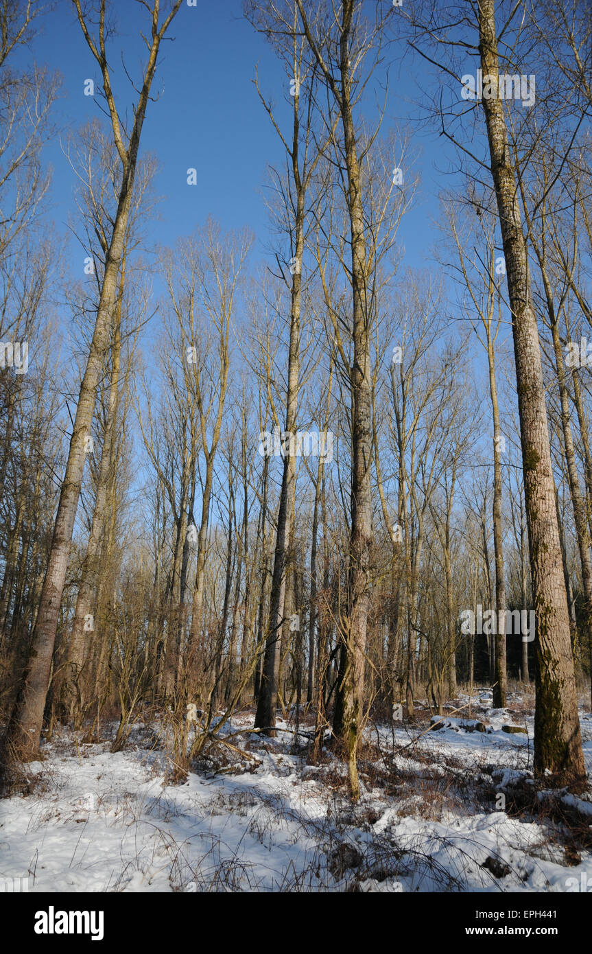 Poplar leaves and snow hi-res stock photography and images - Alamy