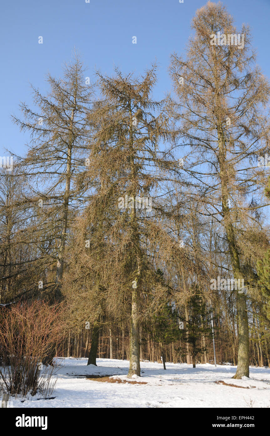 Growths ring hi-res stock photography and images - Alamy