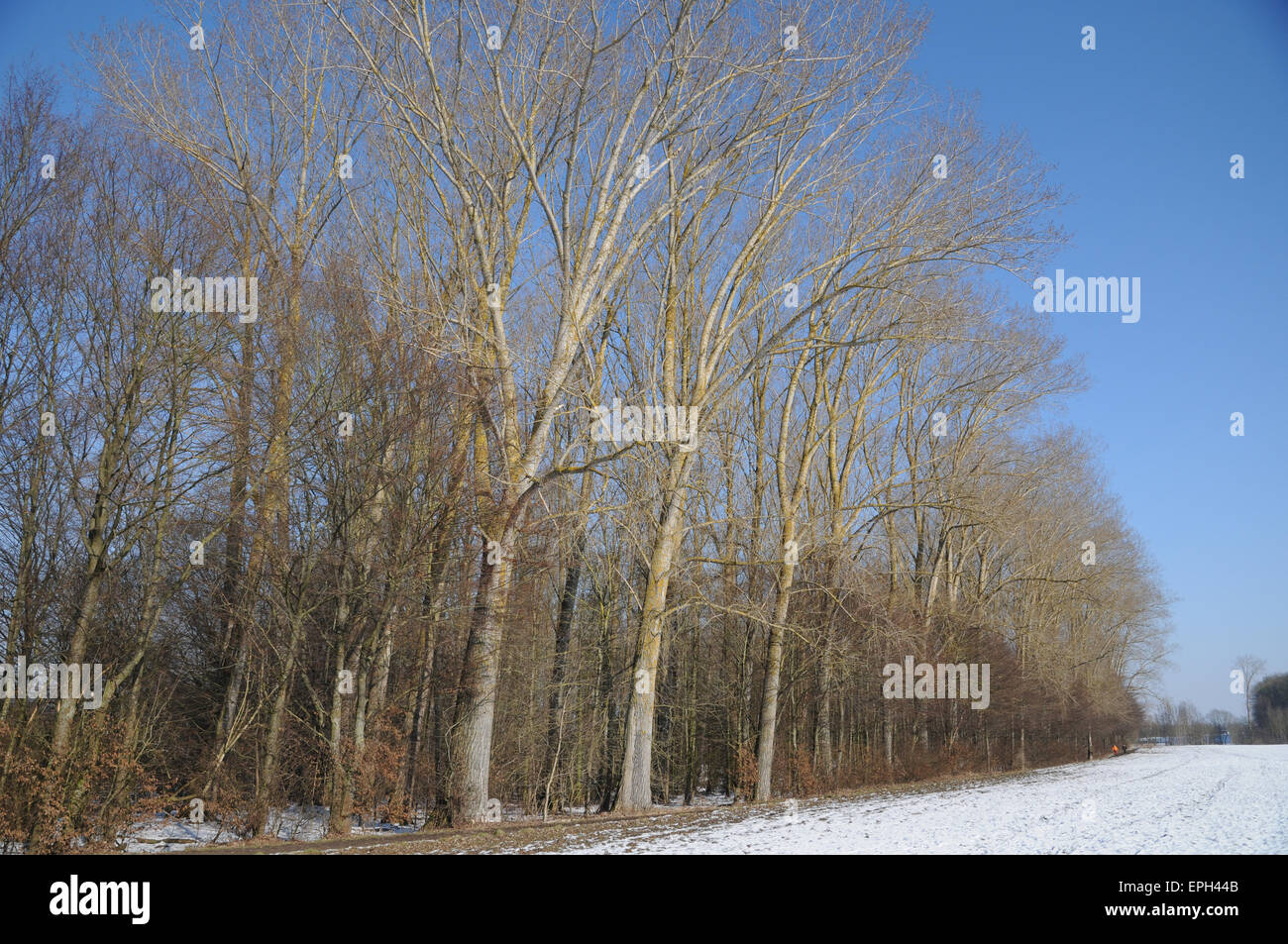 Poplar leaves and snow hi-res stock photography and images - Alamy