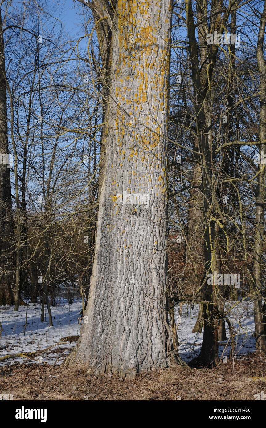 Pappel baum im wald hi-res stock photography and images - Alamy