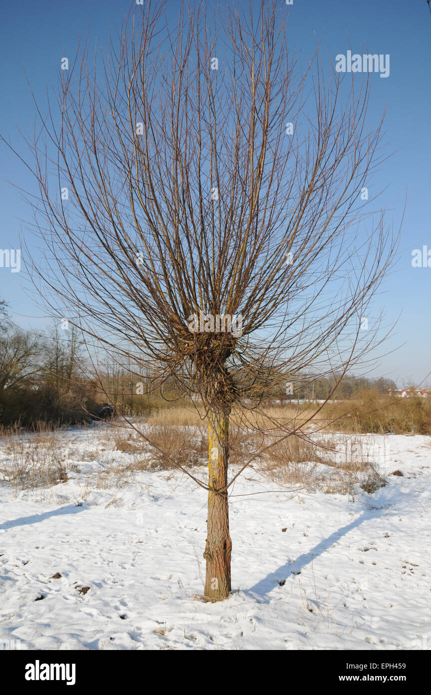 Pollard baum hi-res stock photography and images - Alamy