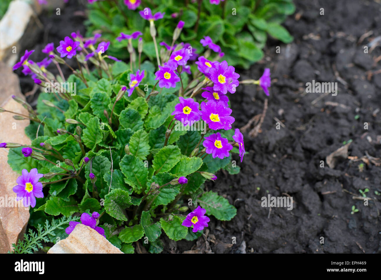 Garden Verbena High Resolution Stock Photography and Images - Alamy