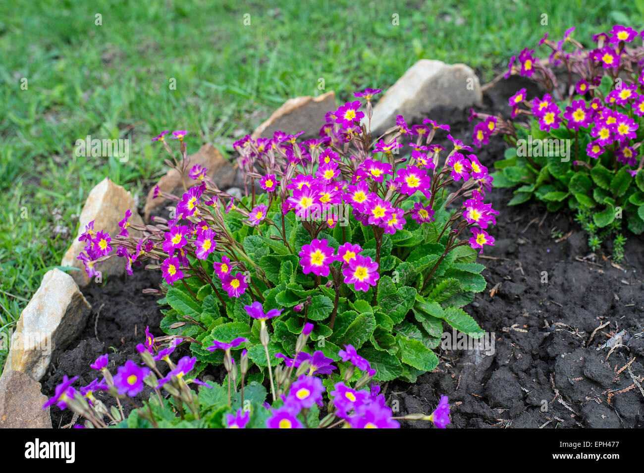 A flower bed with blooming spring garden verbena Stock Photo - Alamy