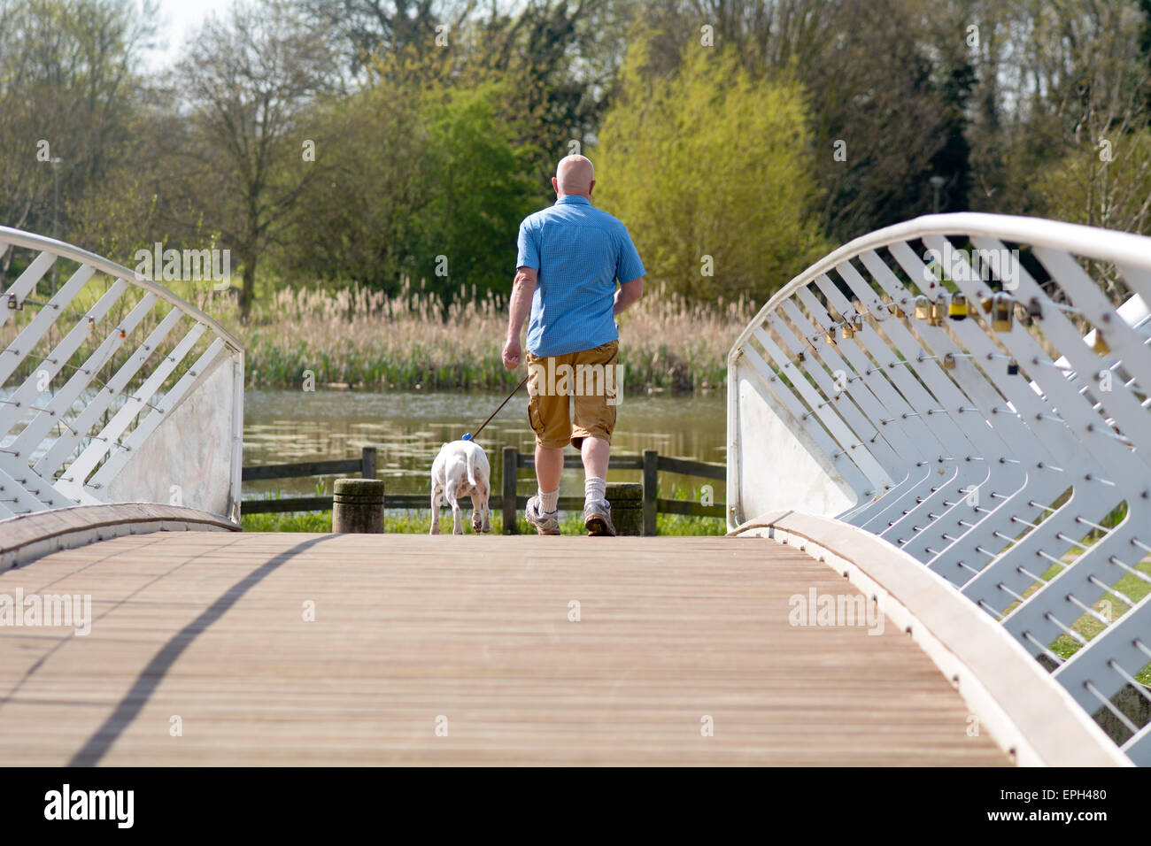 Man walking his dog on a lead over the Butterfly Bridge in Bedford ...